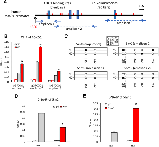 Reepithelialization of Diabetic Skin and Mucosal Wounds Is Rescued by ...