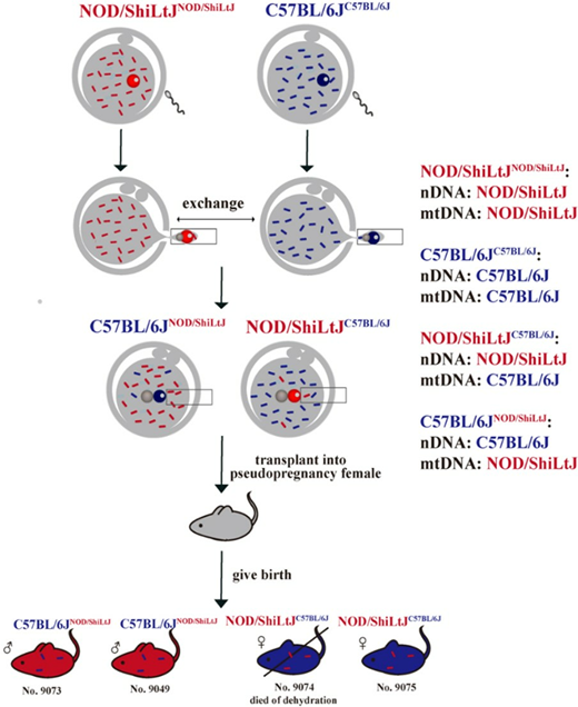 Dissecting the Roles of the Nuclear and Mitochondrial Genomes in a ...