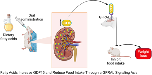 Fatty Acids Increase GDF15 and Reduce Food Intake Through a GFRAL ...