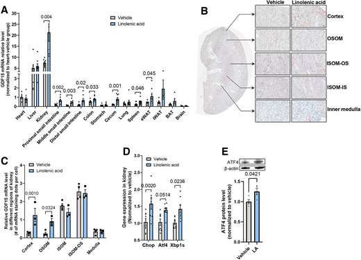 Fatty Acids Increase GDF15 and Reduce Food Intake Through a GFRAL ...