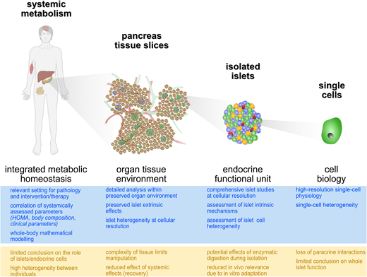 Bridging the Gap: Pancreas Tissue Slices From Organ and Tissue Donors ...