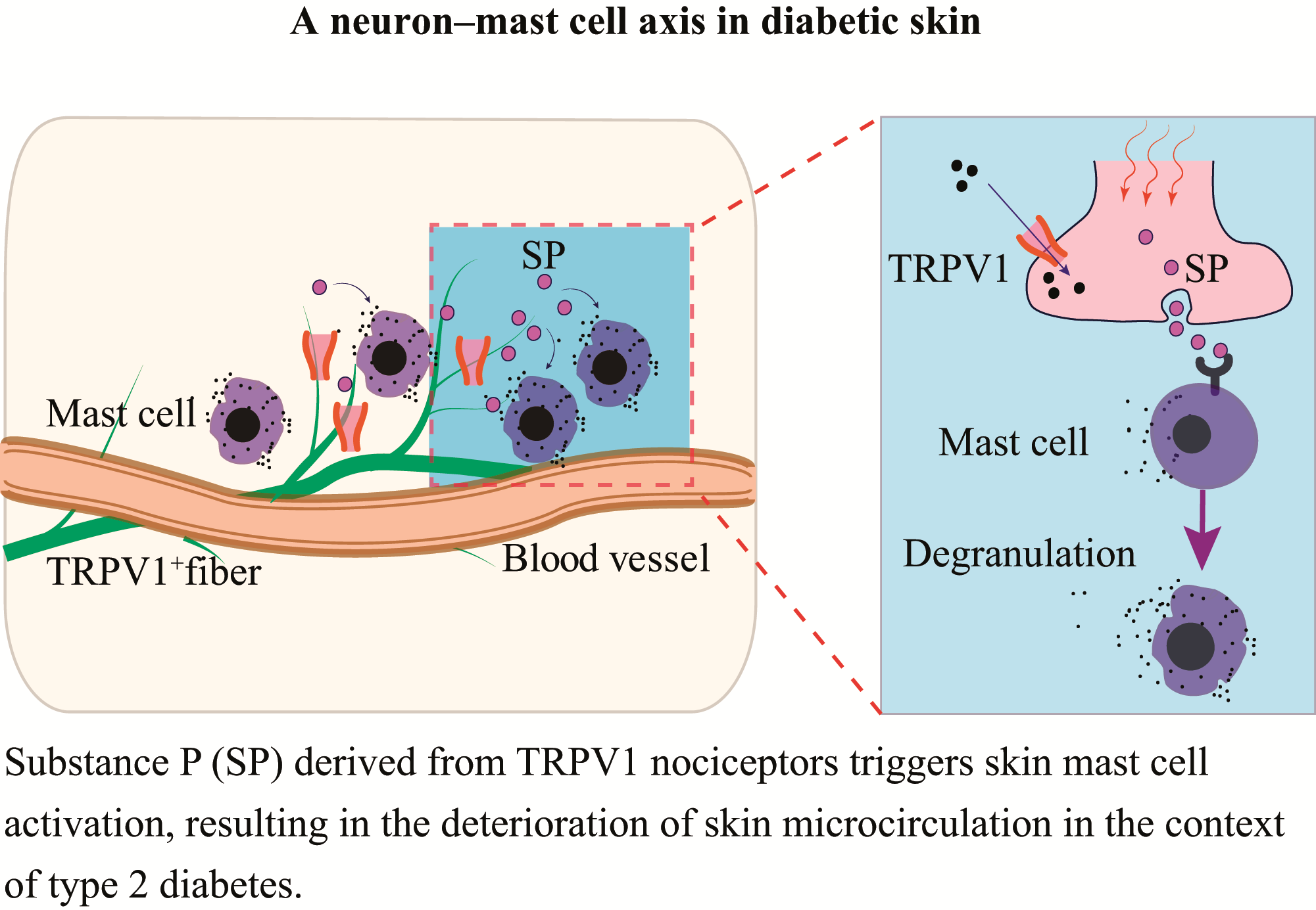 A Neuron–Mast Cell Axis Regulates Skin Microcirculation in Diabetes ...