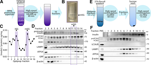 Optimized Proteomic Analysis of Insulin Granules From MIN6 Cells ...
