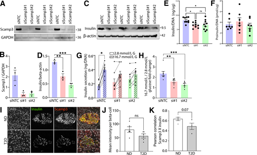 Optimized Proteomic Analysis of Insulin Granules From MIN6 Cells ...