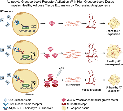 Adipocyte Glucocorticoid Receptor Activation With High Glucocorticoid Doses Impairs Healthy ...
