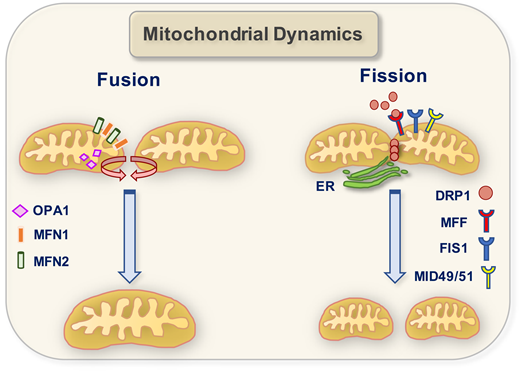Mitochondrial Dynamics, Diabetes, and Cardiovascular Disease | Diabetes ...