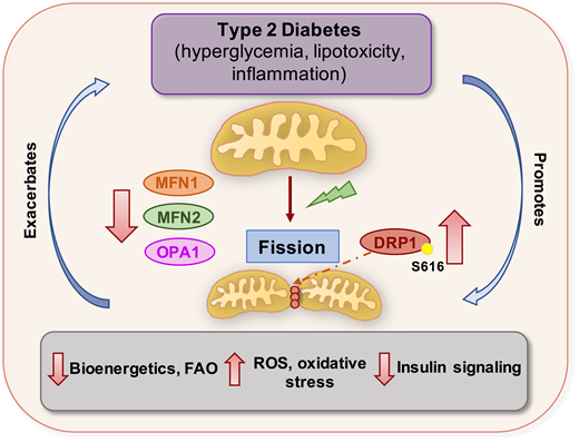 Mitochondrial Dynamics, Diabetes, and Cardiovascular Disease | Diabetes ...