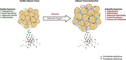 Adipose Signals Regulating Distal Organ Health and Disease | Diabetes ...