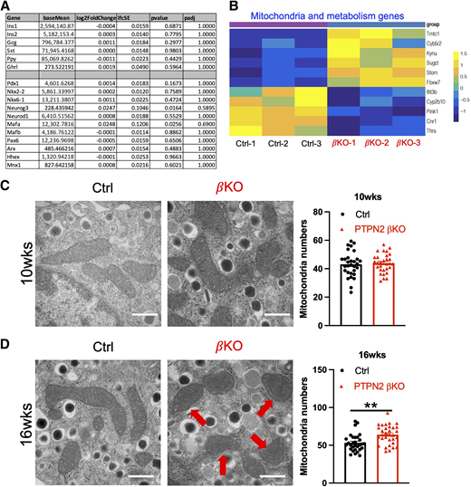 PTPN2 Regulates Metabolic Flux to Affect β-Cell Susceptibility to ...