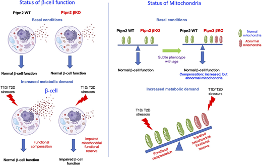 PTPN2 Regulates Metabolic Flux to Affect β-Cell Susceptibility to ...