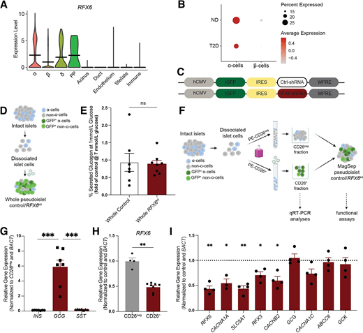 RFX6 Maintains Gene Expression and Function of Adult Human Islet α ...