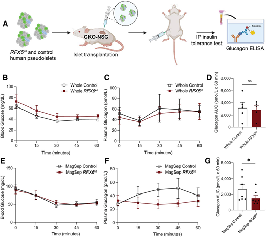 RFX6 Maintains Gene Expression and Function of Adult Human Islet α ...