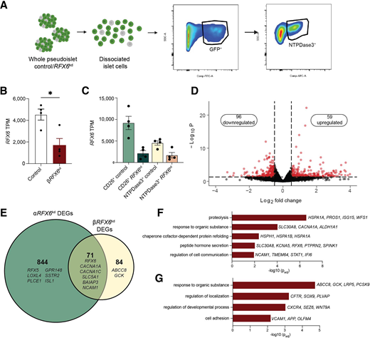 RFX6 Maintains Gene Expression and Function of Adult Human Islet α ...