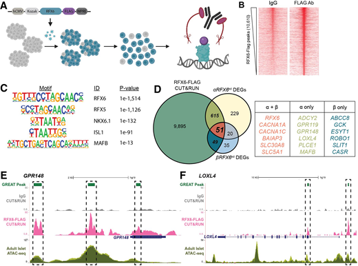 RFX6 Maintains Gene Expression and Function of Adult Human Islet α ...