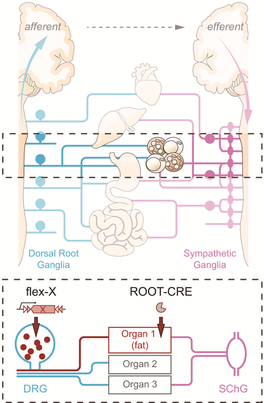 The Afferent Function of Adipose Innervation | Diabetes | American ...