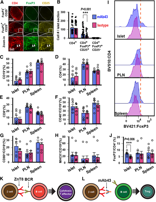 Cell-Surface ZnT8 Antibody Prevents and Reverses Autoimmune Diabetes in ...