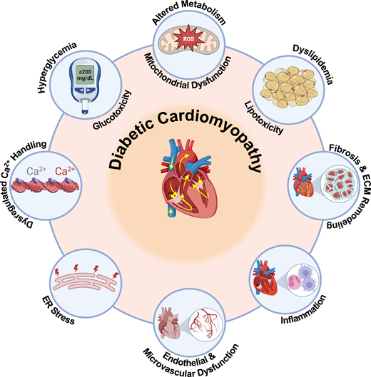 Redefining Diabetic Cardiomyopathy: Perturbations in Substrate ...