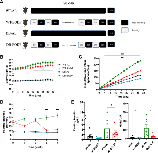 Intermittent Fasting–Improved Glucose Homeostasis Is Not Entirely ...