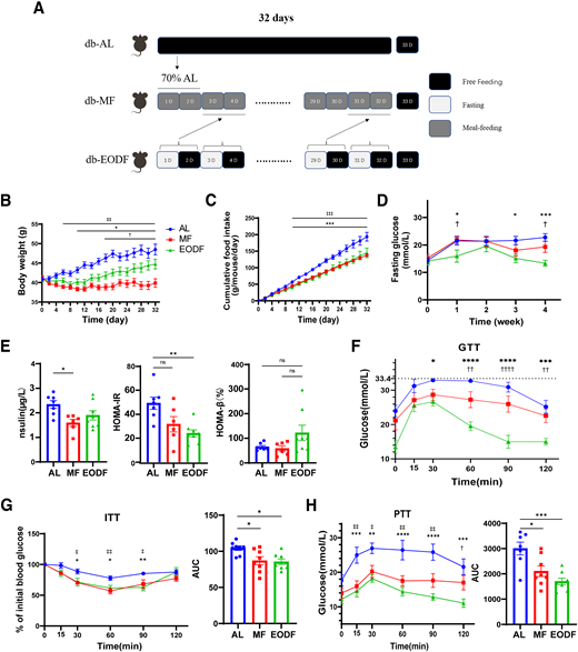 Intermittent Fasting–Improved Glucose Homeostasis Is Not Entirely ...