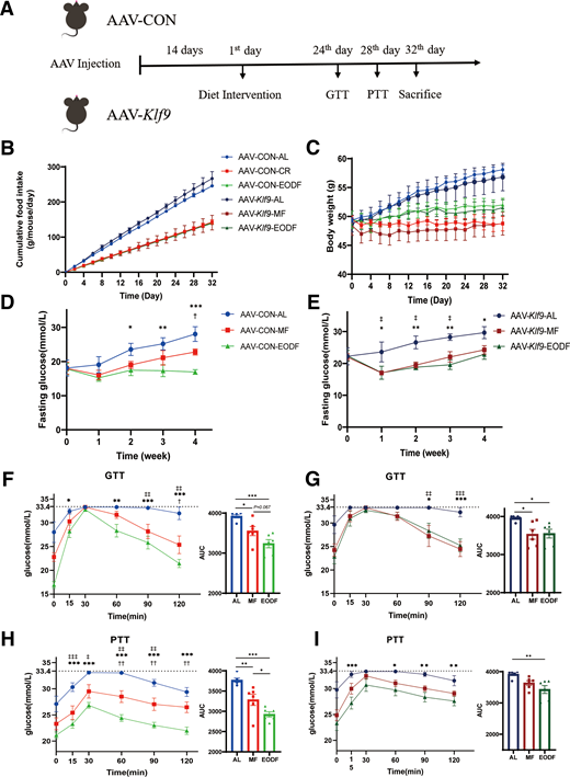 Intermittent Fasting–Improved Glucose Homeostasis Is Not Entirely ...