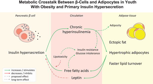 Alterations in Adipose Tissue Distribution, Cell Morphology, and ...