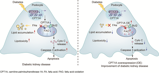 CPT1A Protects Podocytes From Lipotoxicity and Apoptosis In Vitro and ...