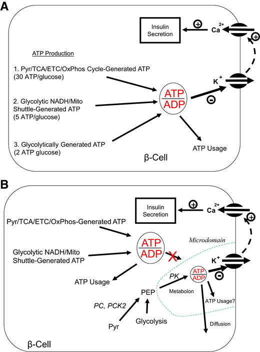 Glucose Regulation of β-Cell KATP Channels: Is a New Model Needed ...