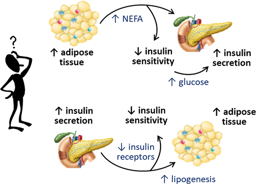 Insulin Hypersecretion as Promoter of Body Fat Gain and Hyperglycemia ...