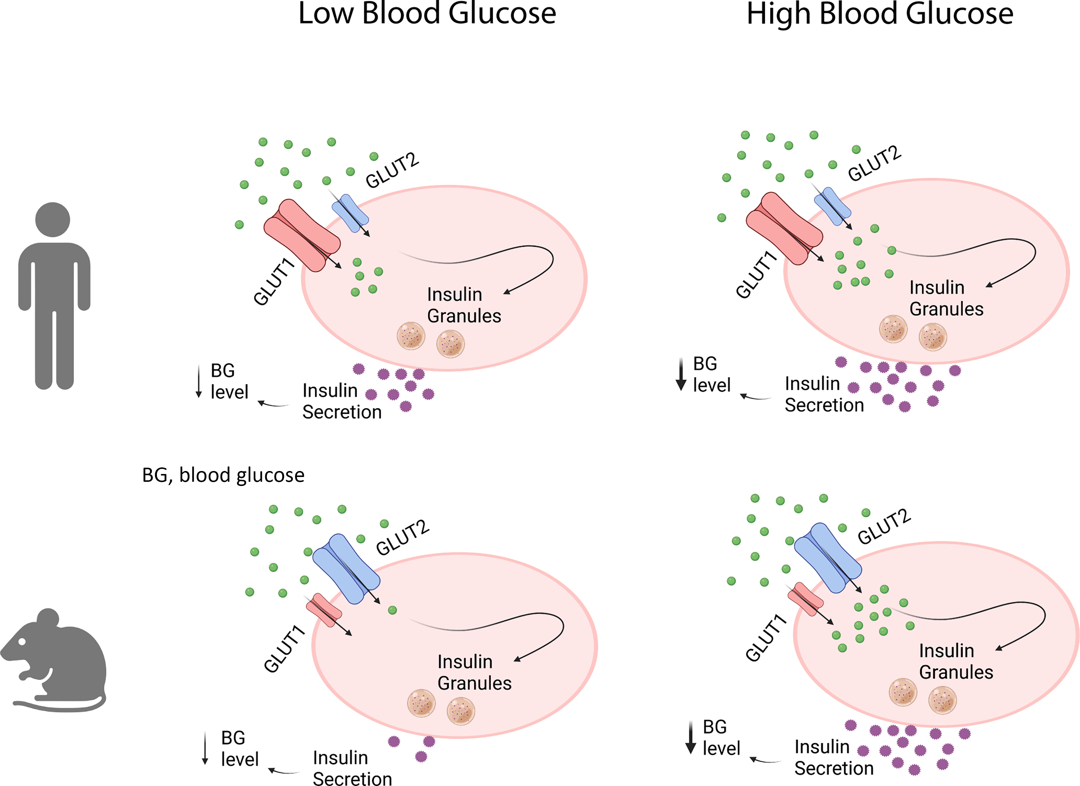 Glucose Transporters Are Key Components of the Human Glucostat ...