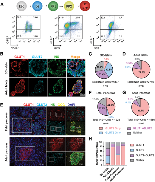 Glucose Transporters Are Key Components of the Human Glucostat ...