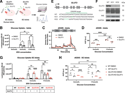 Glucose Transporters Are Key Components of the Human Glucostat ...