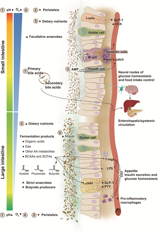 The Gut Microbiota and Diabetes: Research, Translation, and Clinical ...