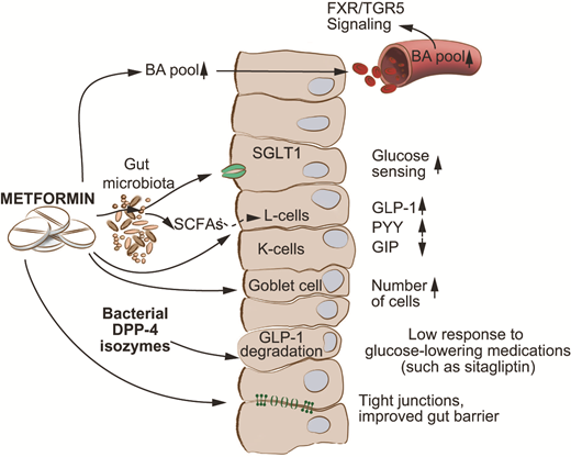 The Gut Microbiota and Diabetes: Research, Translation, and Clinical ...