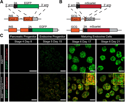 Tracking Insulin- and Glucagon-Expressing Cells In Vitro and In Vivo ...