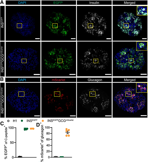 Tracking Insulin- and Glucagon-Expressing Cells In Vitro and In Vivo Using a Double-Reporter ...