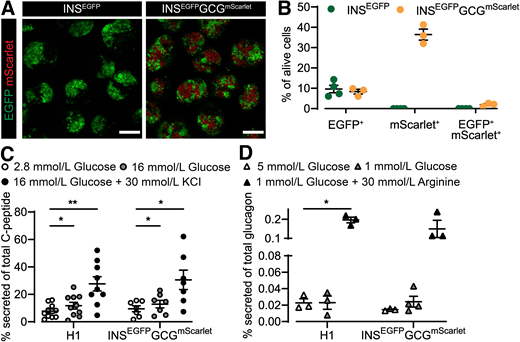 Tracking Insulin- and Glucagon-Expressing Cells In Vitro and In Vivo ...