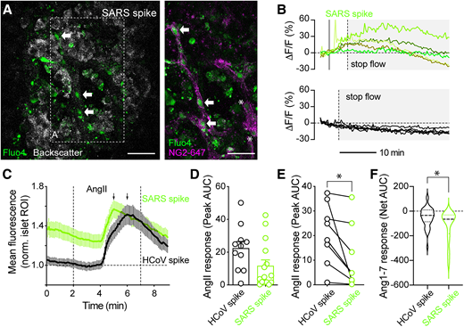 SARS-CoV-2 Spike S1 Subunit Triggers Pericyte and Microvascular ...