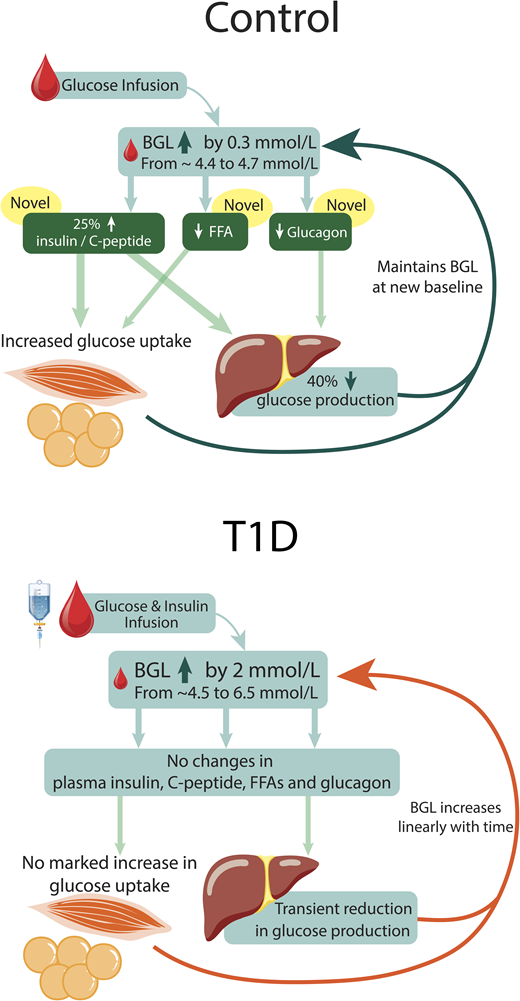 β-Cells: So Sensitive | Diabetes | American Diabetes Association
