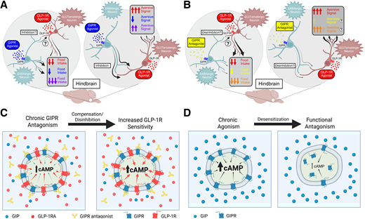 Therapeutic Targeting of the GIP Receptor—Revisiting the Controversies ...